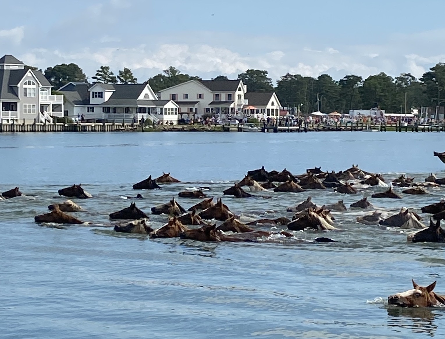 Welcome to Up The Bay Pony Tours! - Up the Bay Pony Tours, LLC